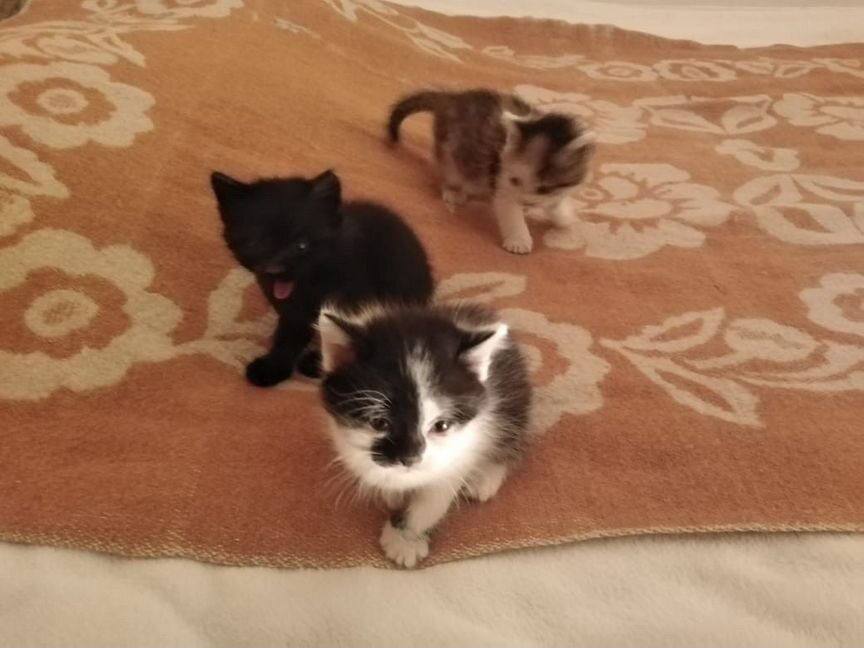 Котята в добрые руки