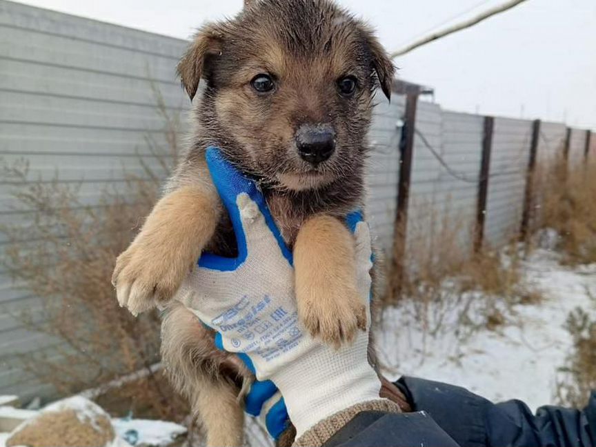 Щенок в добрые руки