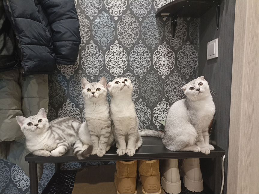 Шотландские котята
