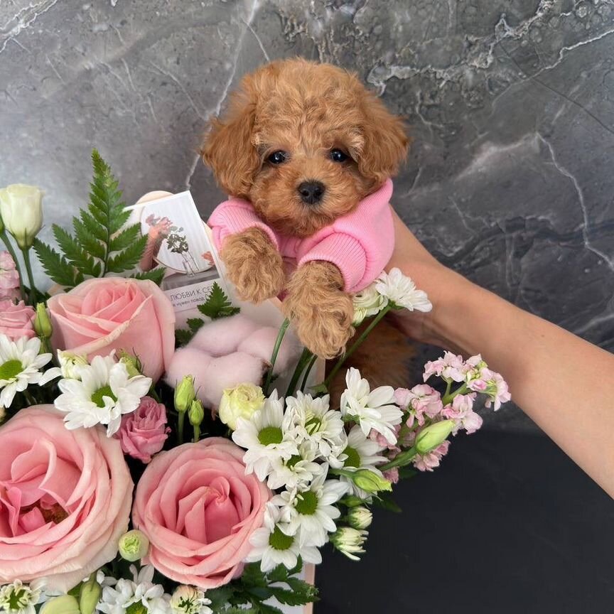 Мальтипу, щенок