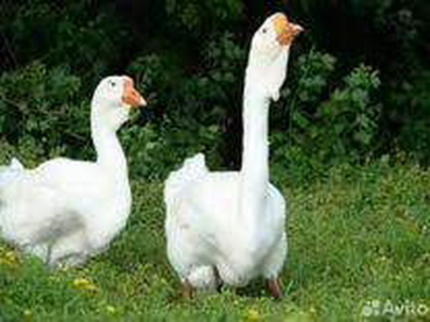 Холмогорские гуси