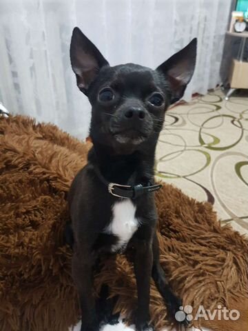 Той терьер.Вязка