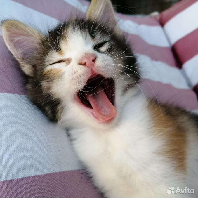 Котëнок, 1,5 месяца, к лотку приучен