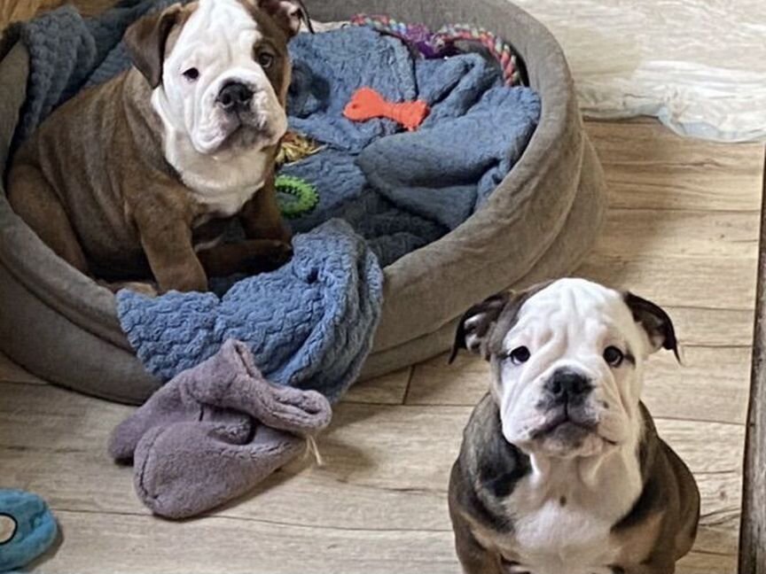 Щенки Английского бульдога