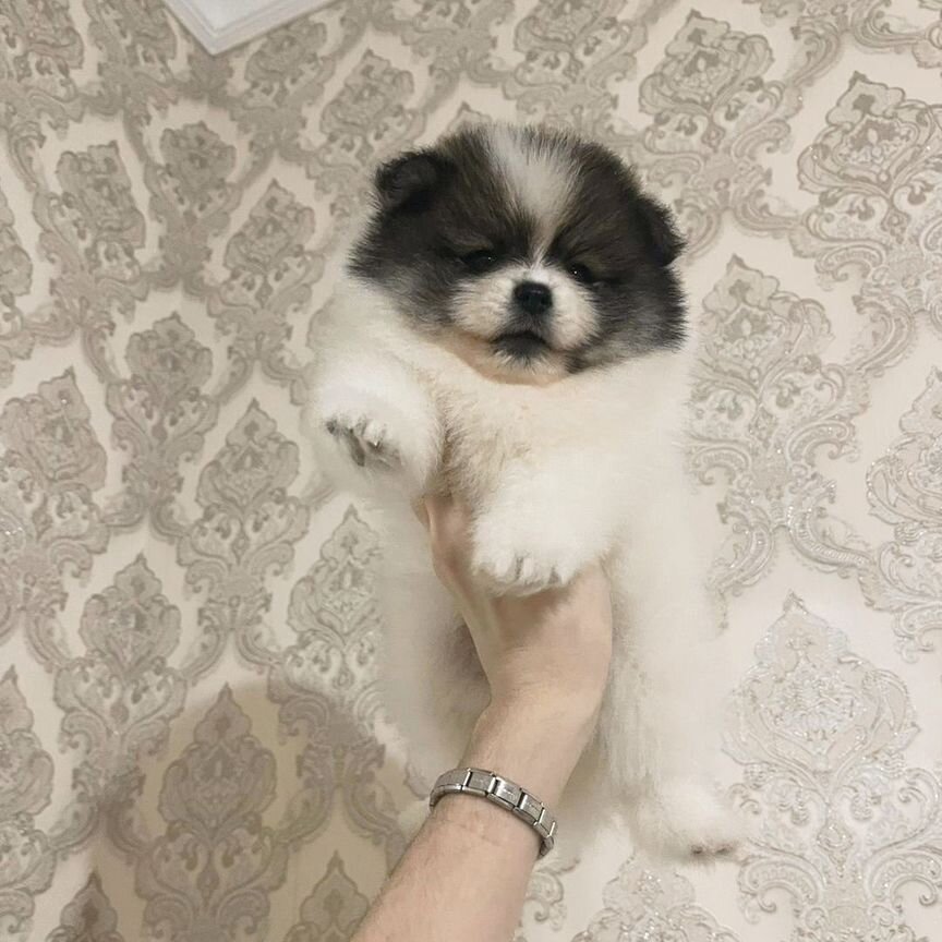 Померанский шпиц