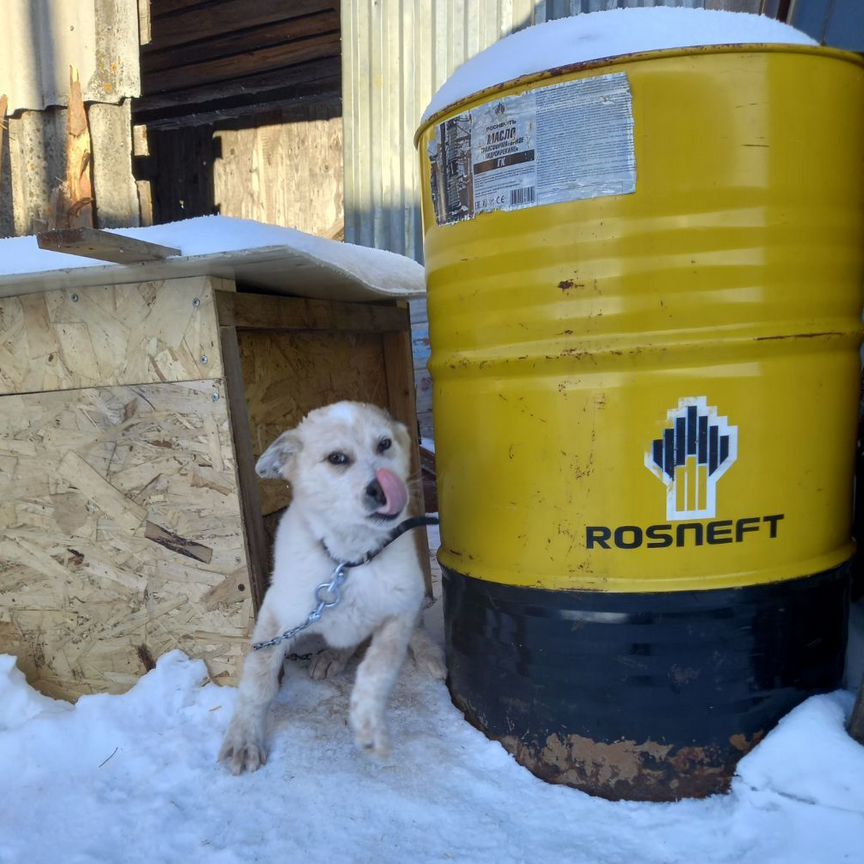 Щенок в добрые руки мальчик