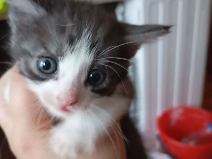 Котята в добрые руки бесплатно