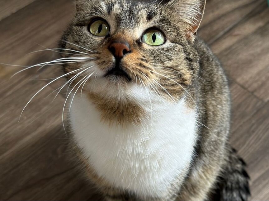 Кошка Агата 2-3 года