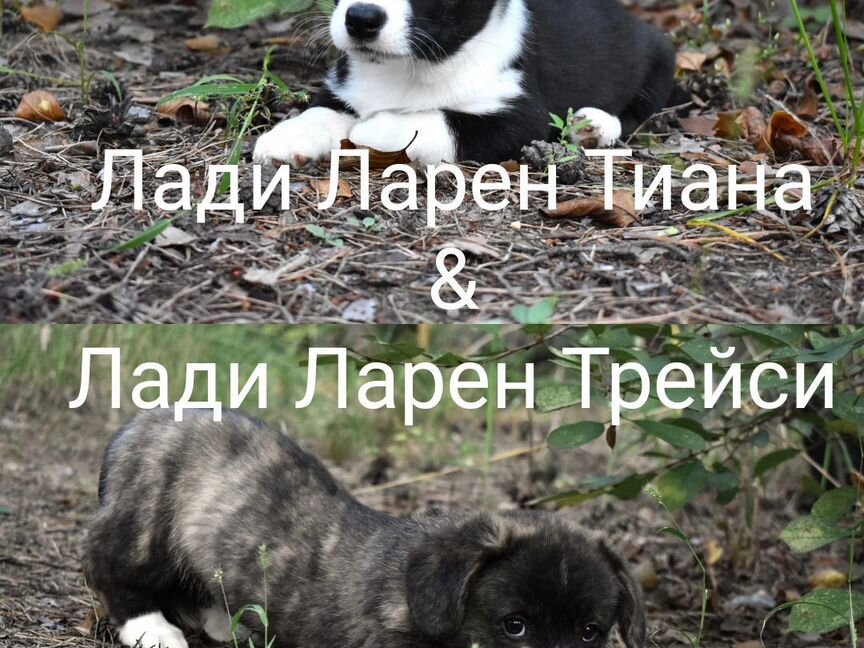 Вельш-корги кардиган