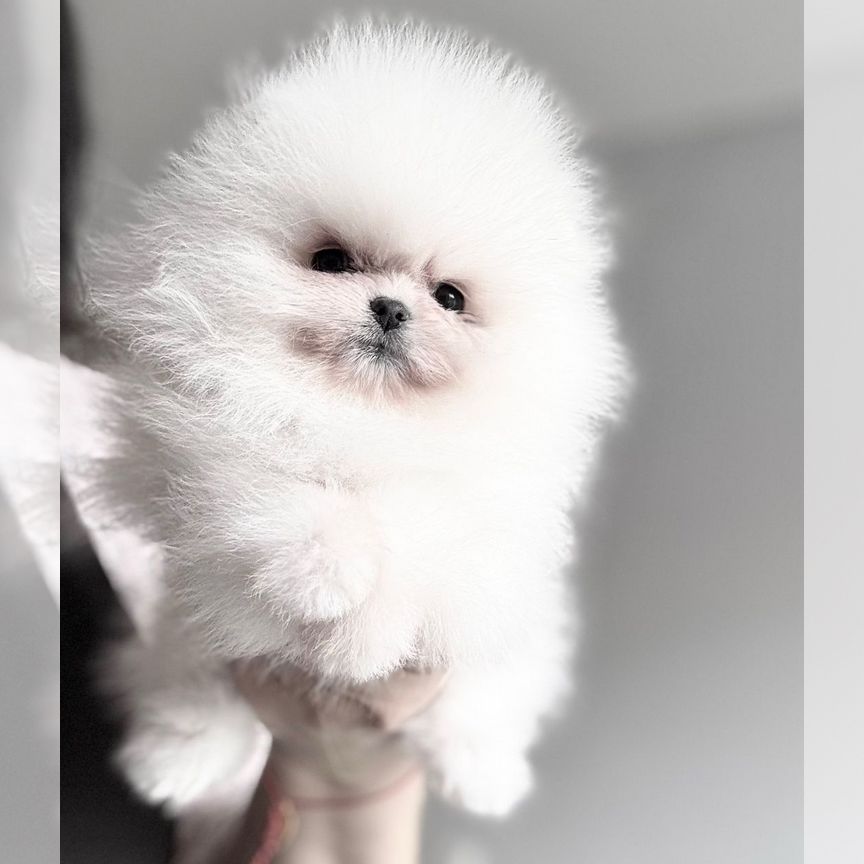 Померанский шпиц, щенок