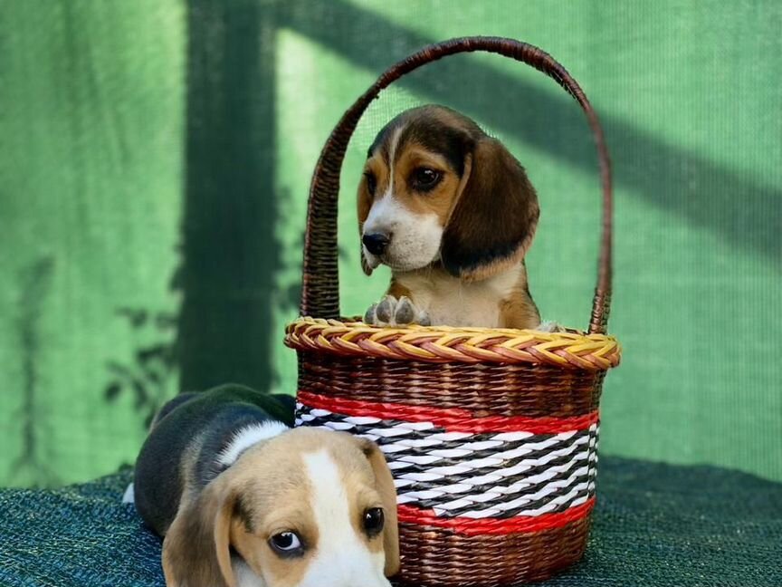 Щенки бигль