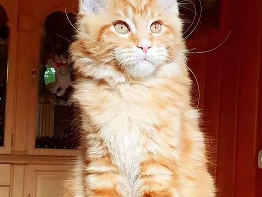 Продам котенка "мейн-кун" (привит полностью)ветпас