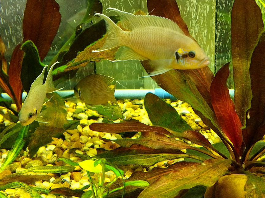 Принцесса бурунди