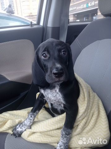 Щенок курцхаара