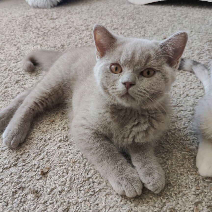 Британский котенок мальчик