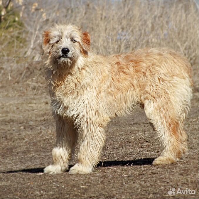 Чуи - космическая собака