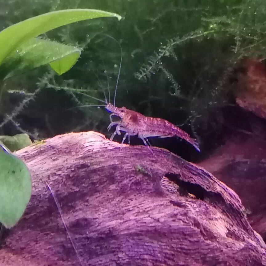 Аквариумные креветки вишня