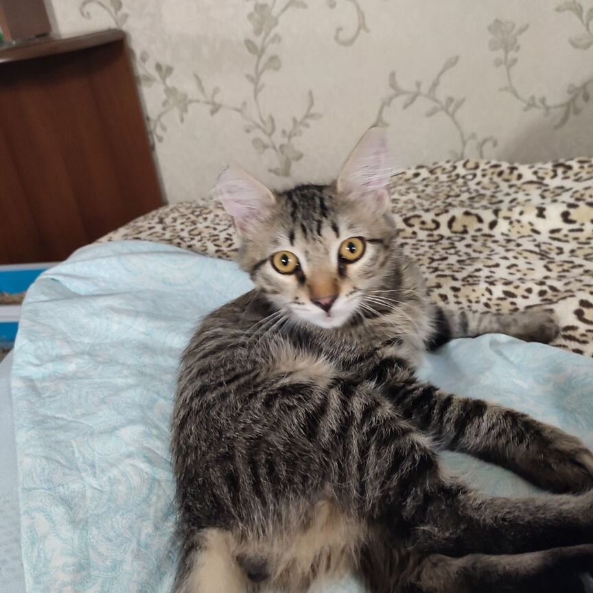 Котики бесплатно в добрые руки