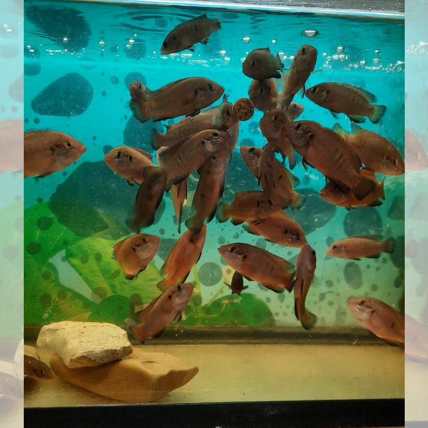 Хромис красавец