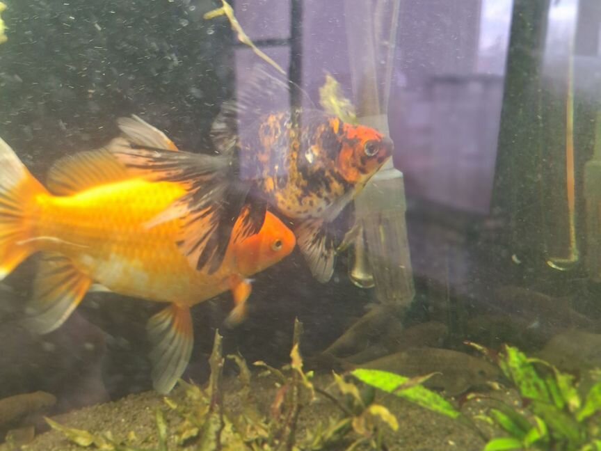 Золотые рыбки