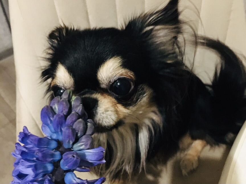 Чихуахуа мини вязка