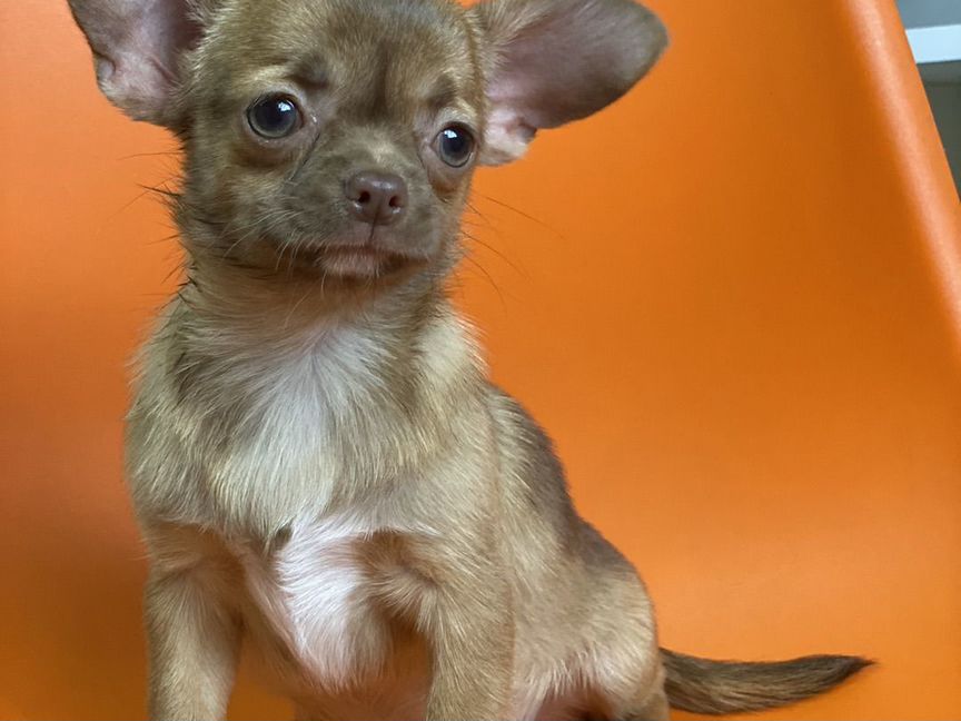 Чихуахуа мальчик