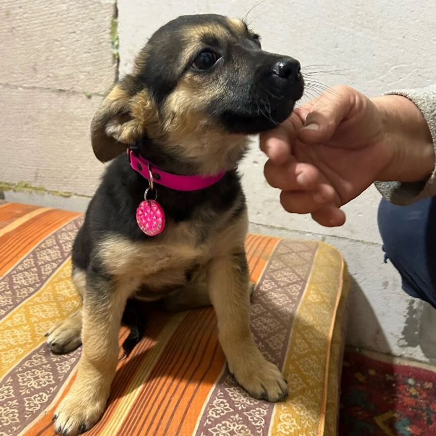 Щенок в добрые руки бесплатно маленькая порода