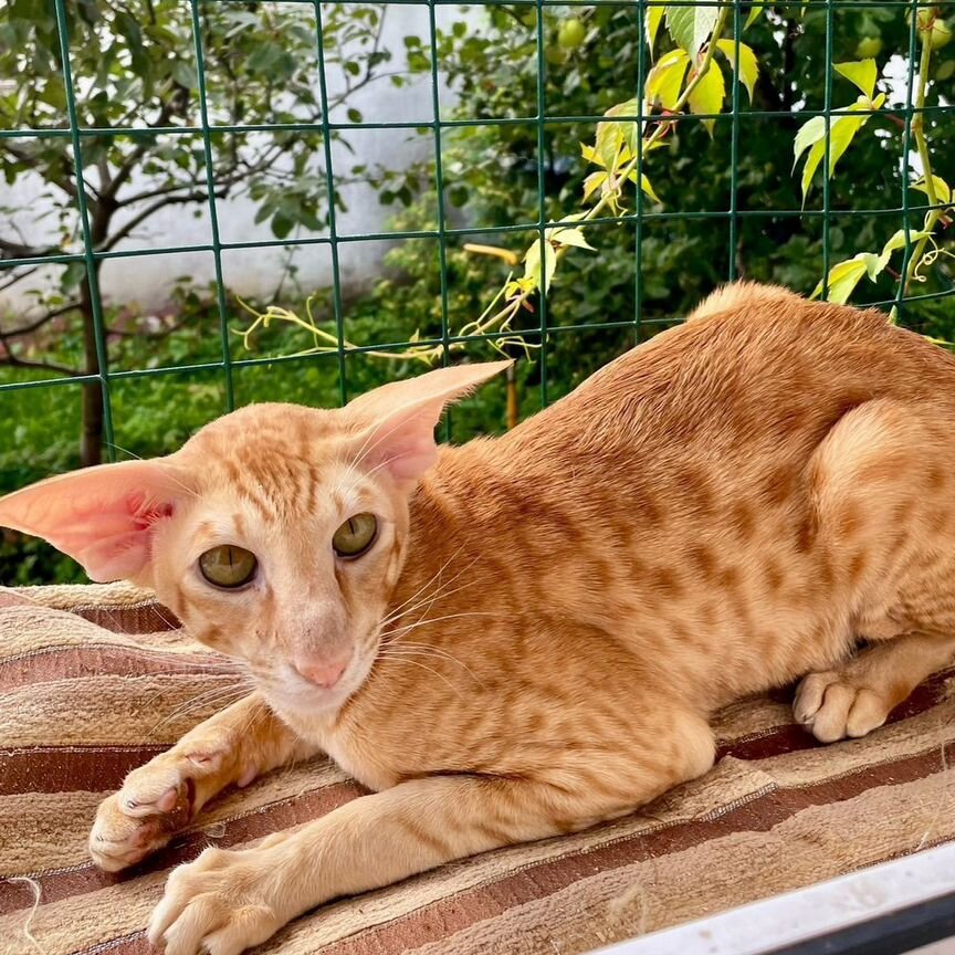 Ориентальный кот, взрослый