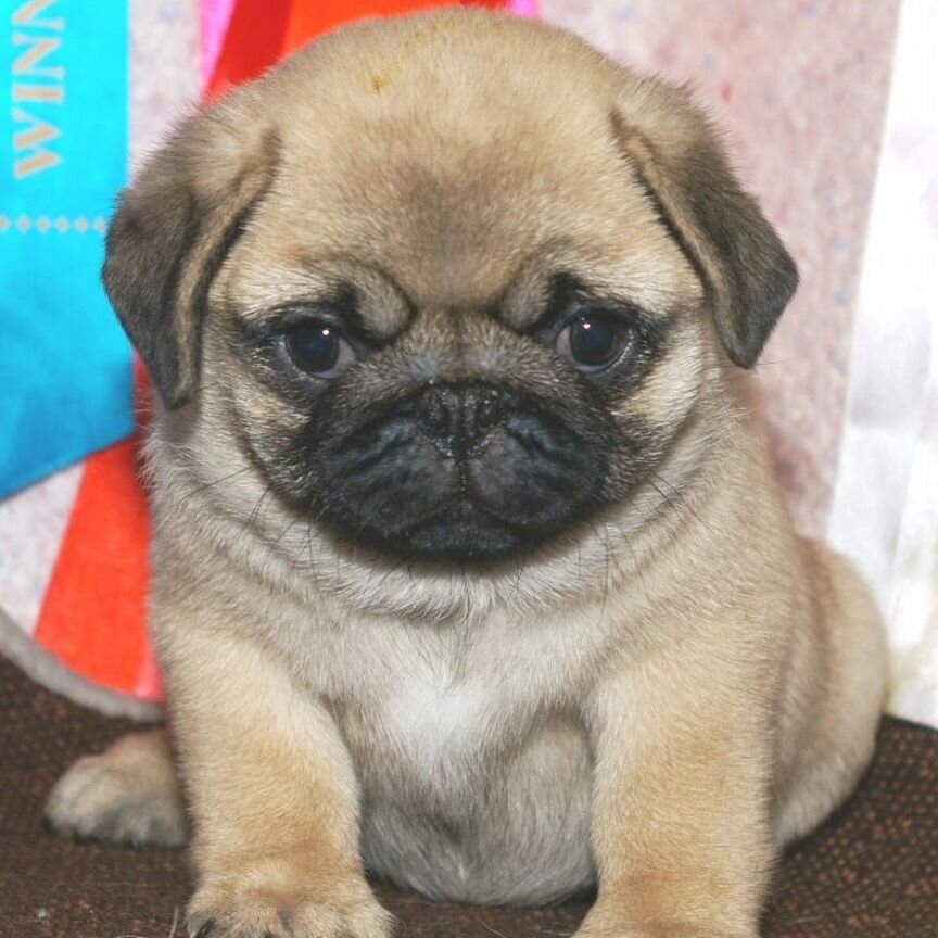 Девочка Лолочка