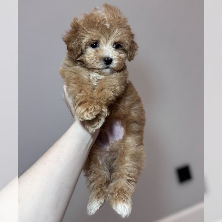 Мальтипу, щенок