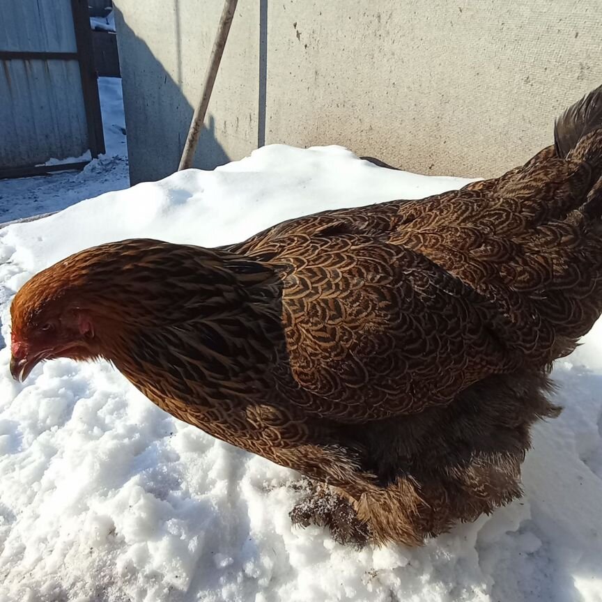 Куры молодки брама