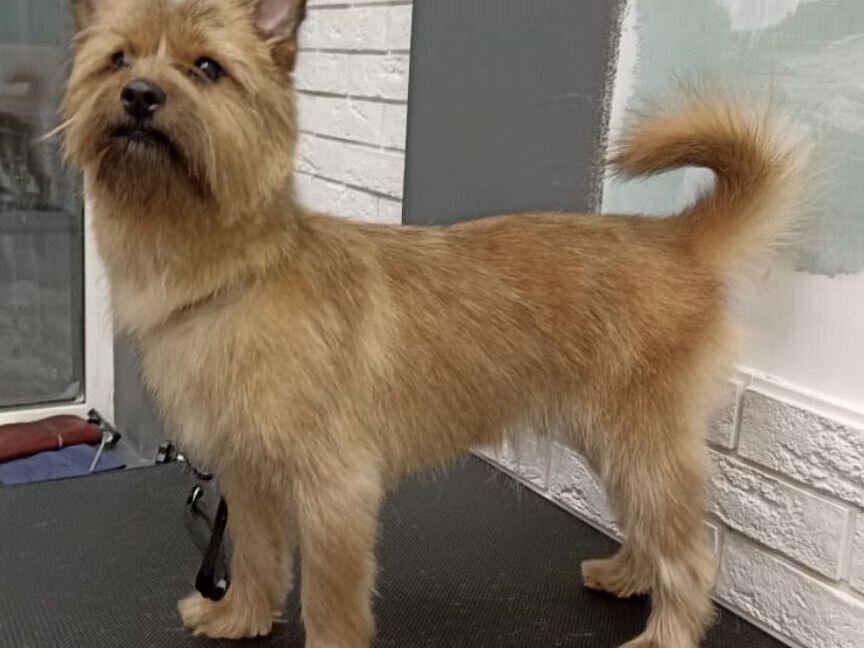 Норвич терьер