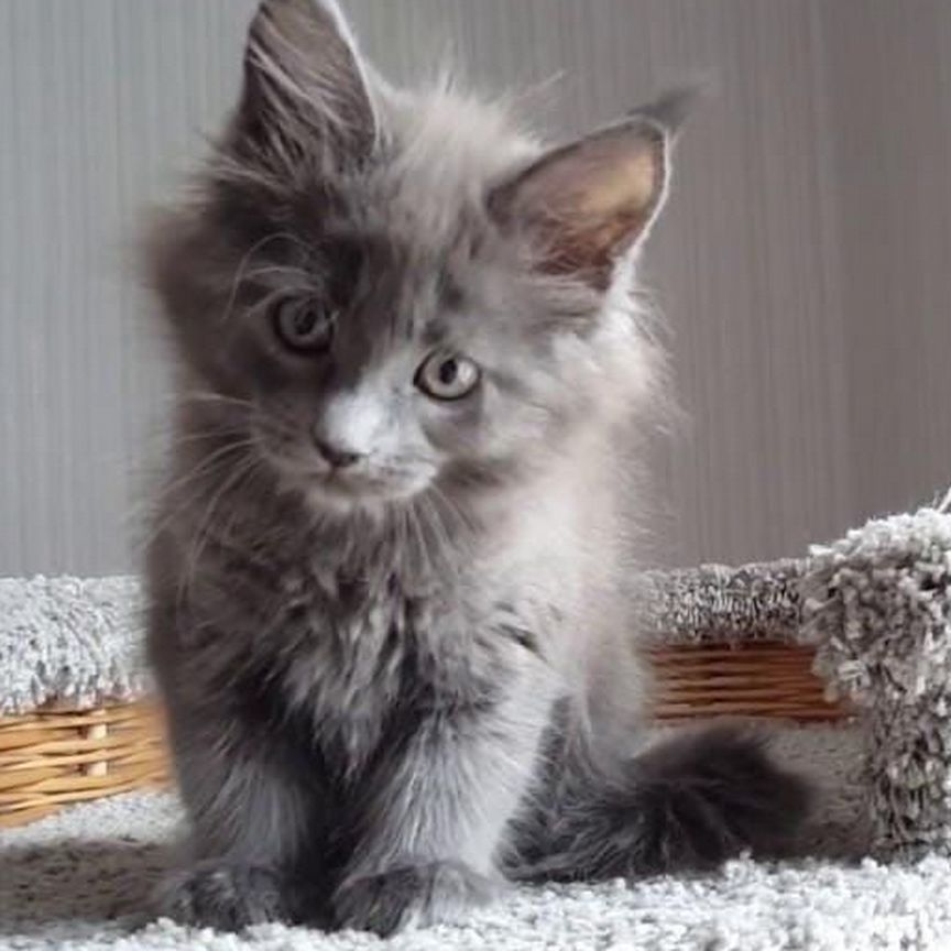 Голубой котенок