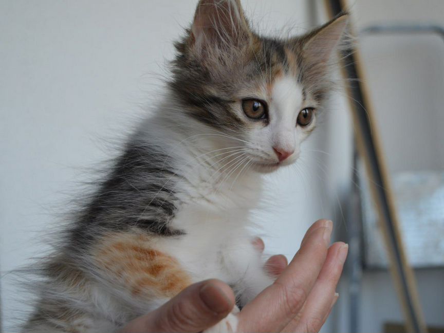 Трехцветный котенок девочка