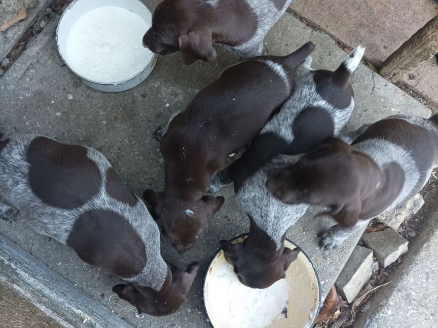 Продам щенков курцхаара