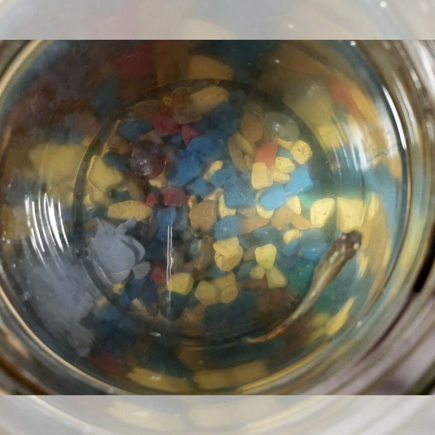 Гупики (рыбки аквариумные)