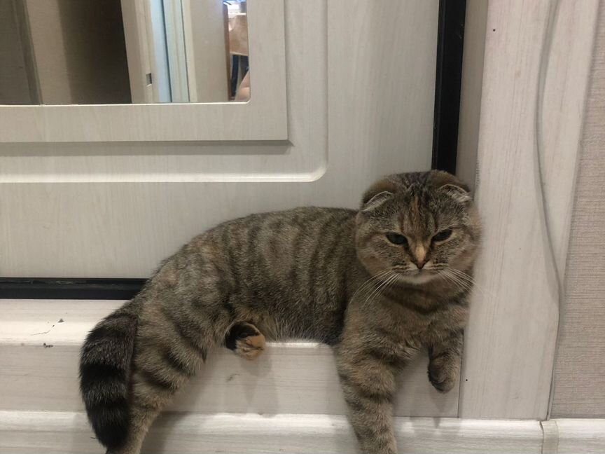 Шотландская вислоухая Сладкая булочка