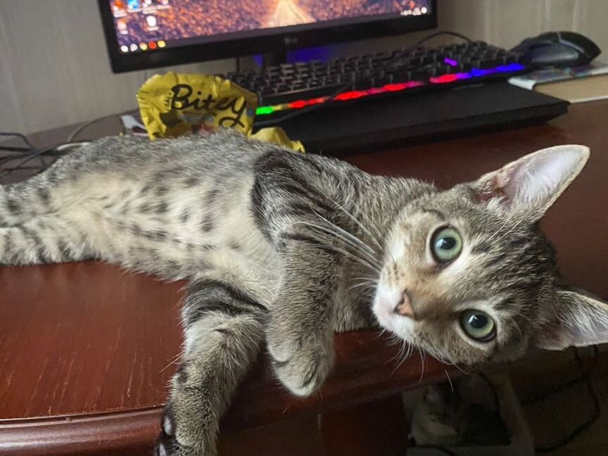 Котёнок