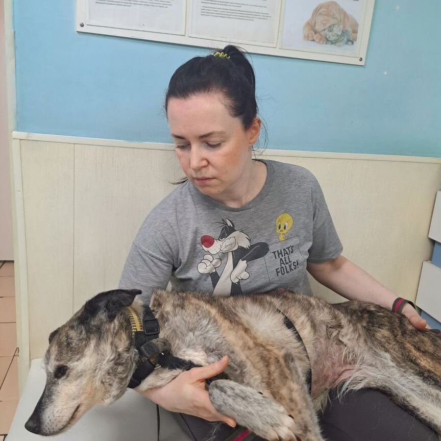 Малышке Стрекозе нужна помощь