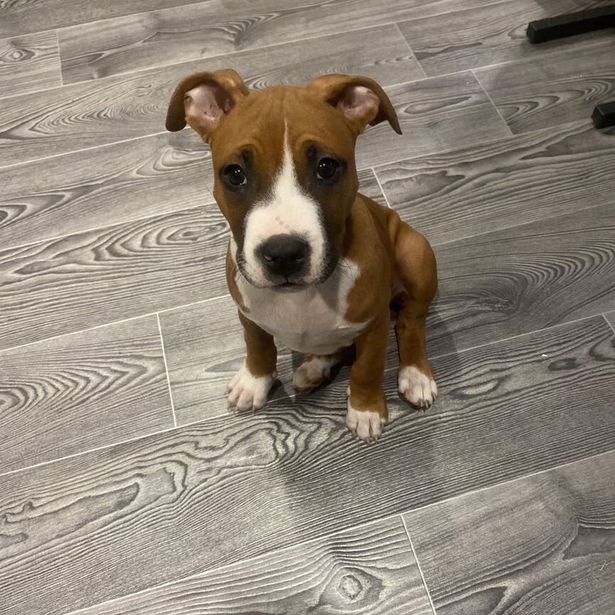 Щенки Амстафа