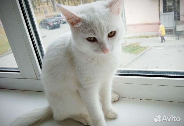 Котенок девочка 7 месяцев стерилизована