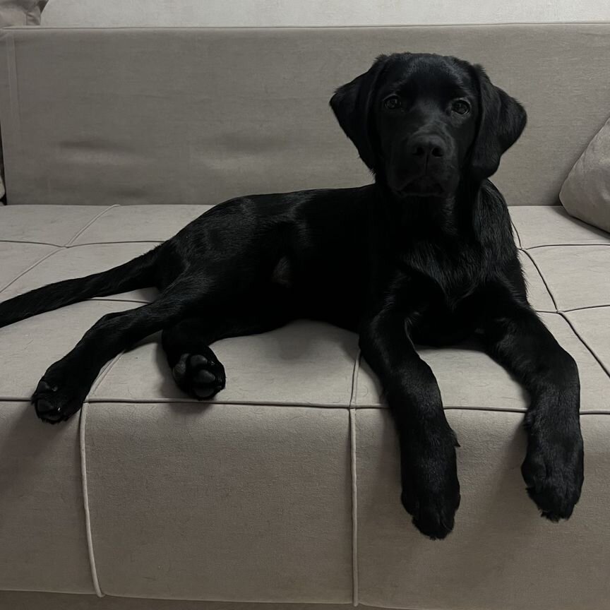 Лабрадор-ретривер, щенок