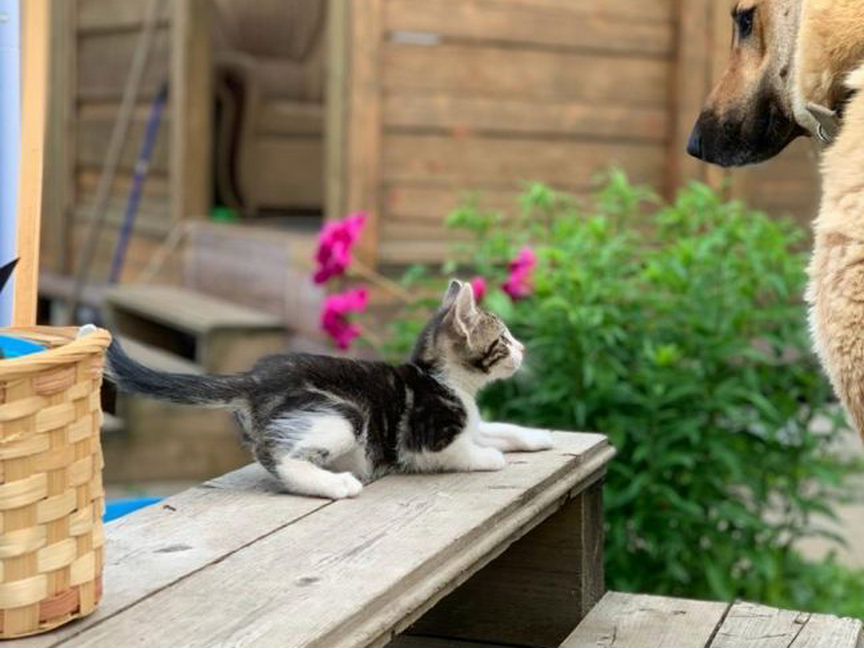 Котята в добрые руки