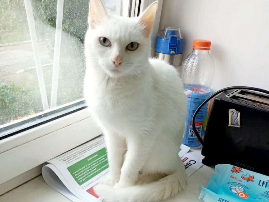 Уникальная кошка, глаза разного цвета