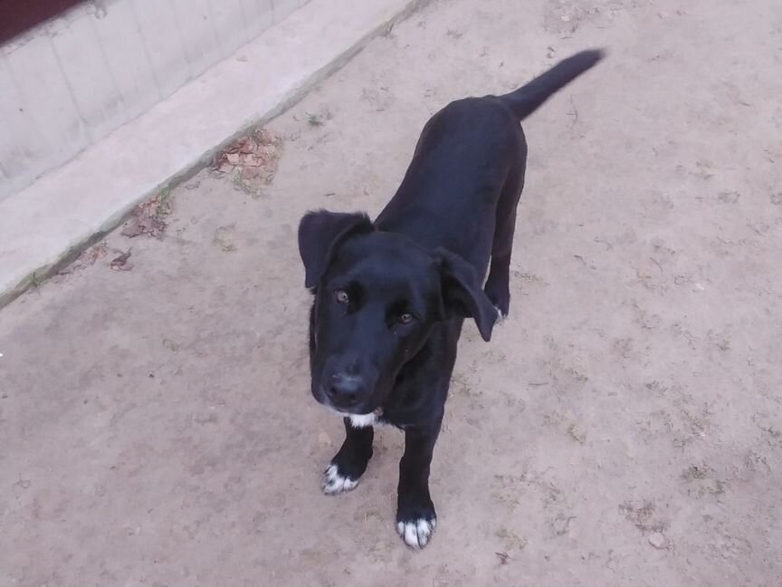 Щенки в добрые руки