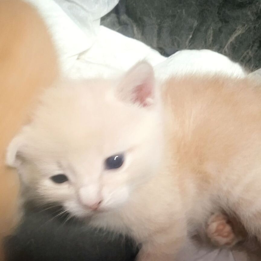 Рыжие котята 1 мес