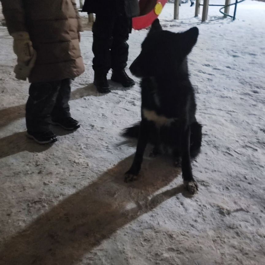 Потерялась собака