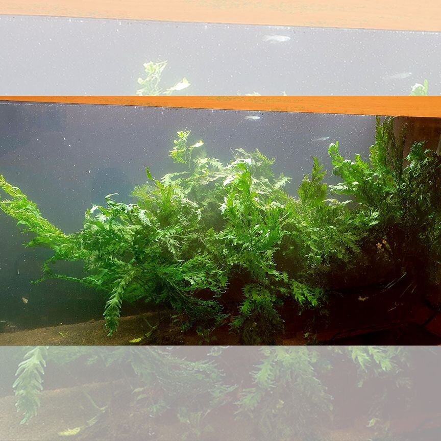 Папоротник болбитис геделоти