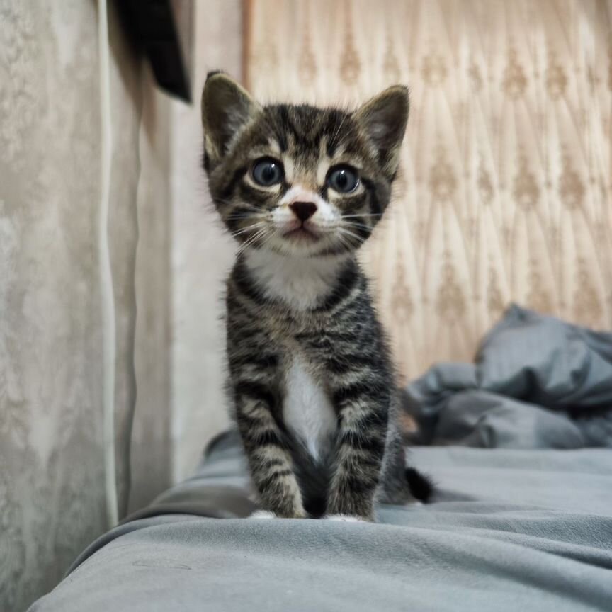 Котенок енотик