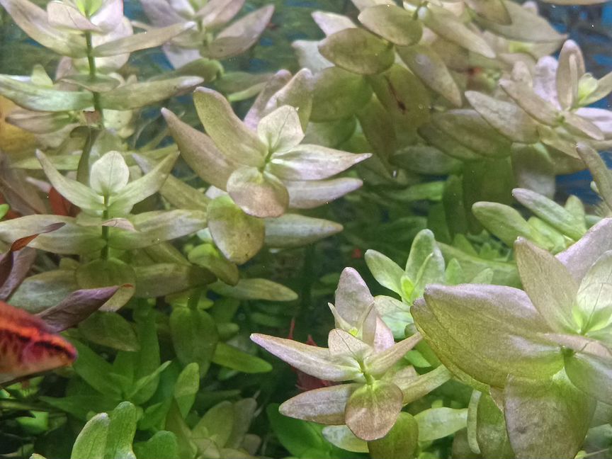 Аквариумные растения